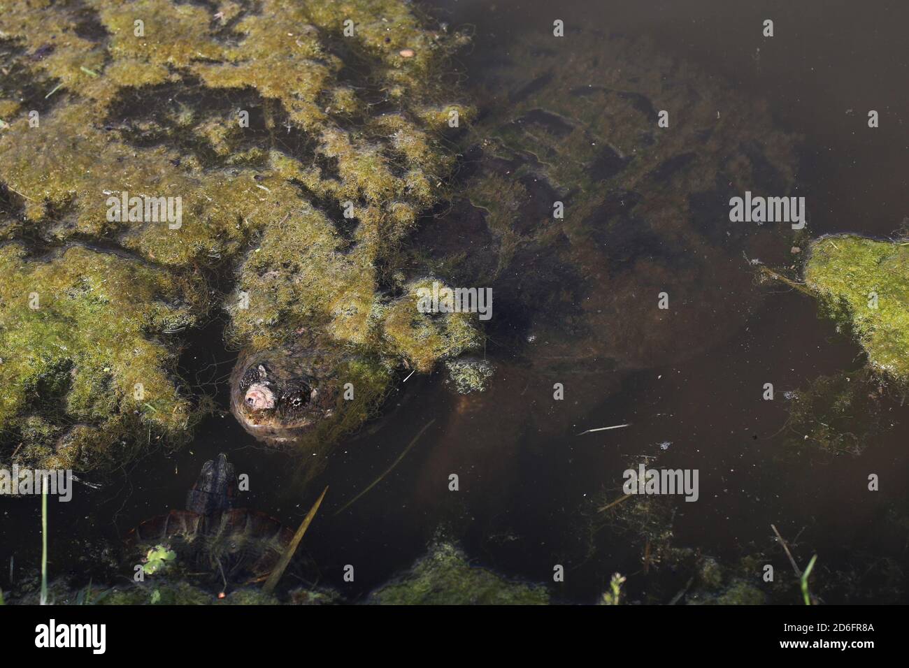 Turtle covered in algae hi-res stock photography and images - Alamy