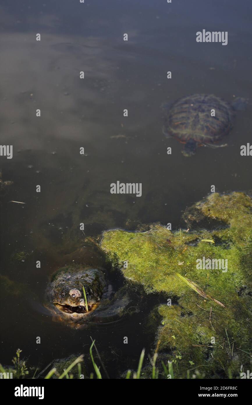 A moss covered snapping turtle is well camouflaged in a pond Stock ...