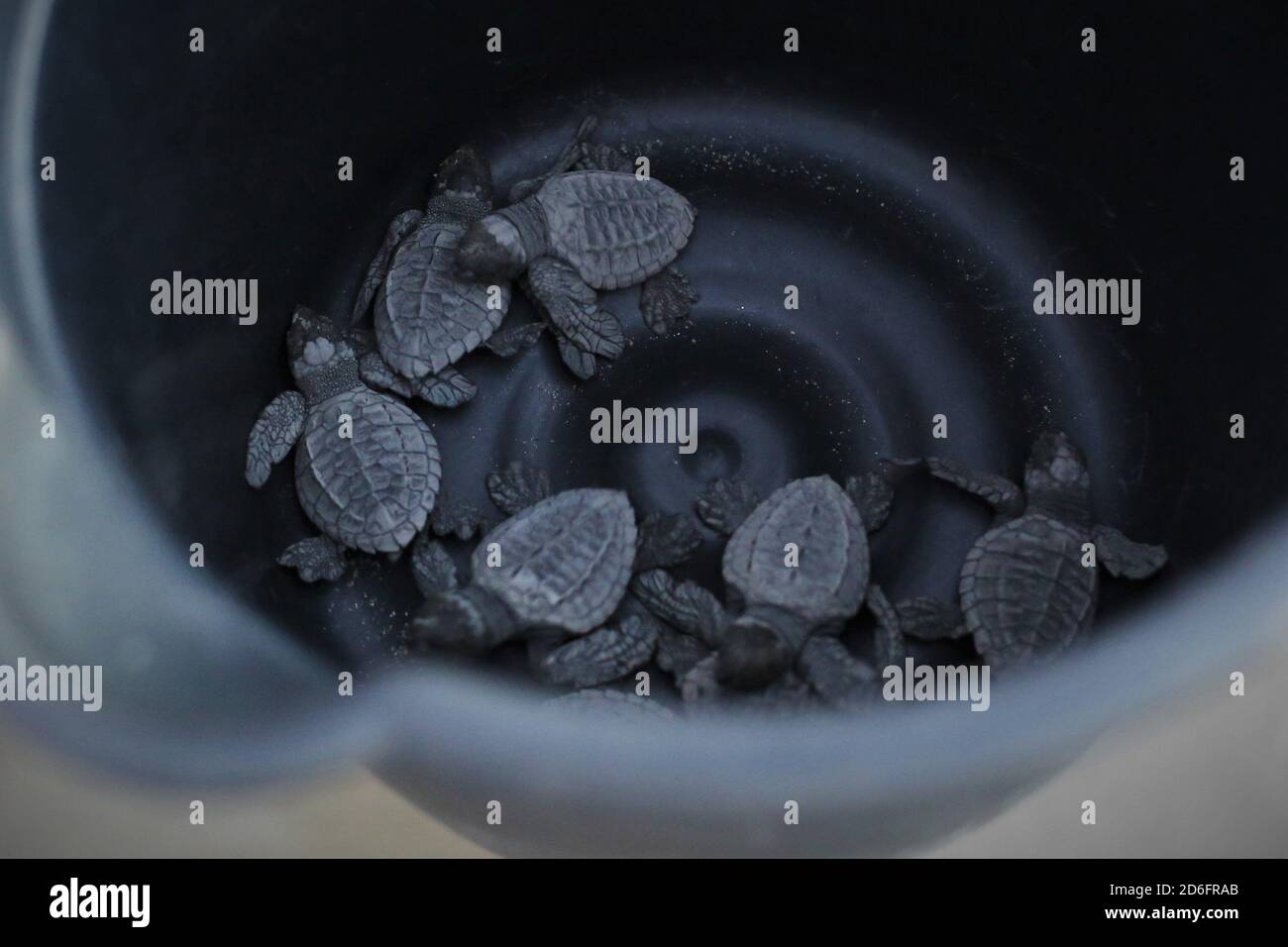 Newly hatched sea turtles in a bucket, ready to be released into the ...