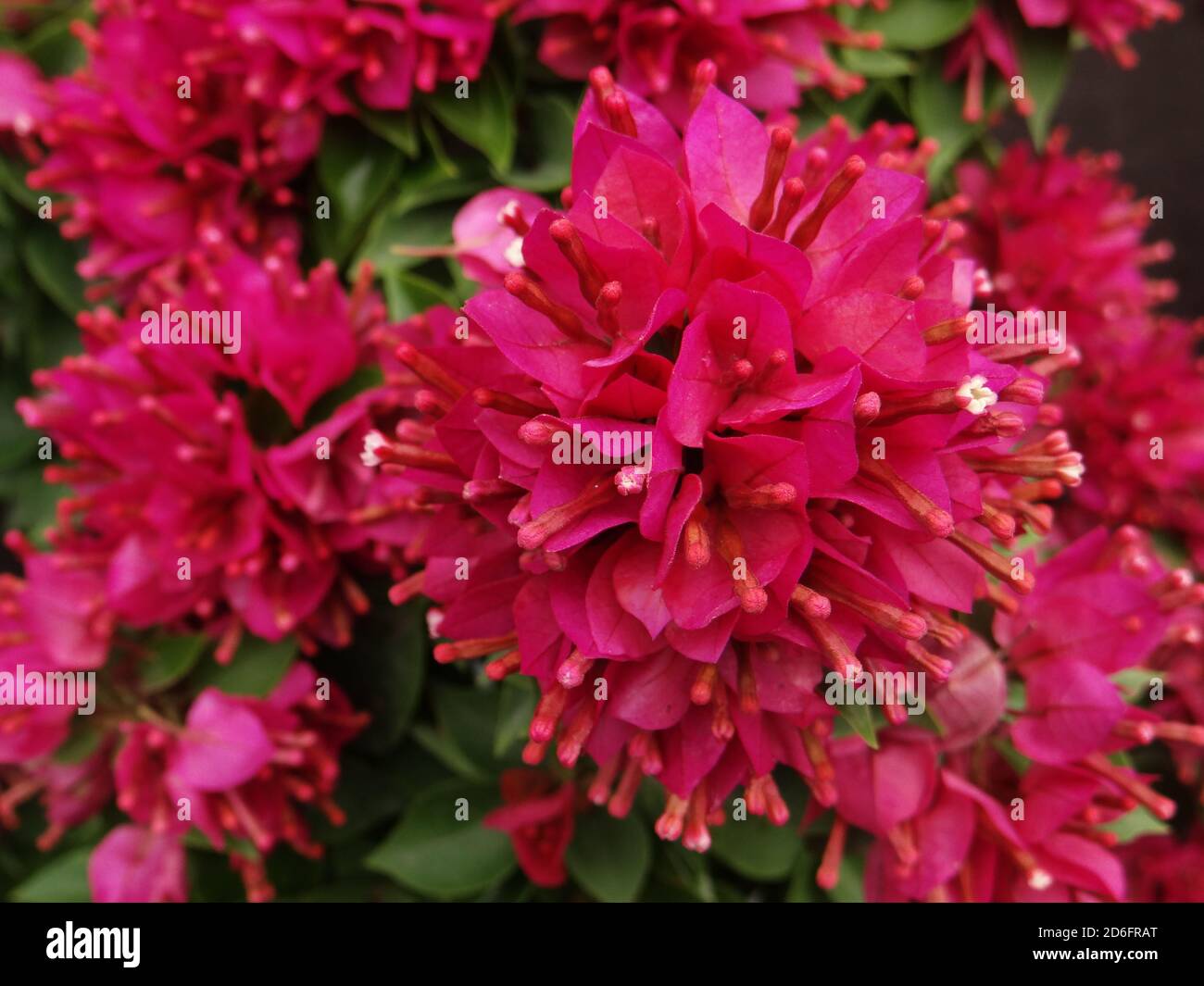 Gilliflower hi-res stock photography and images - Alamy