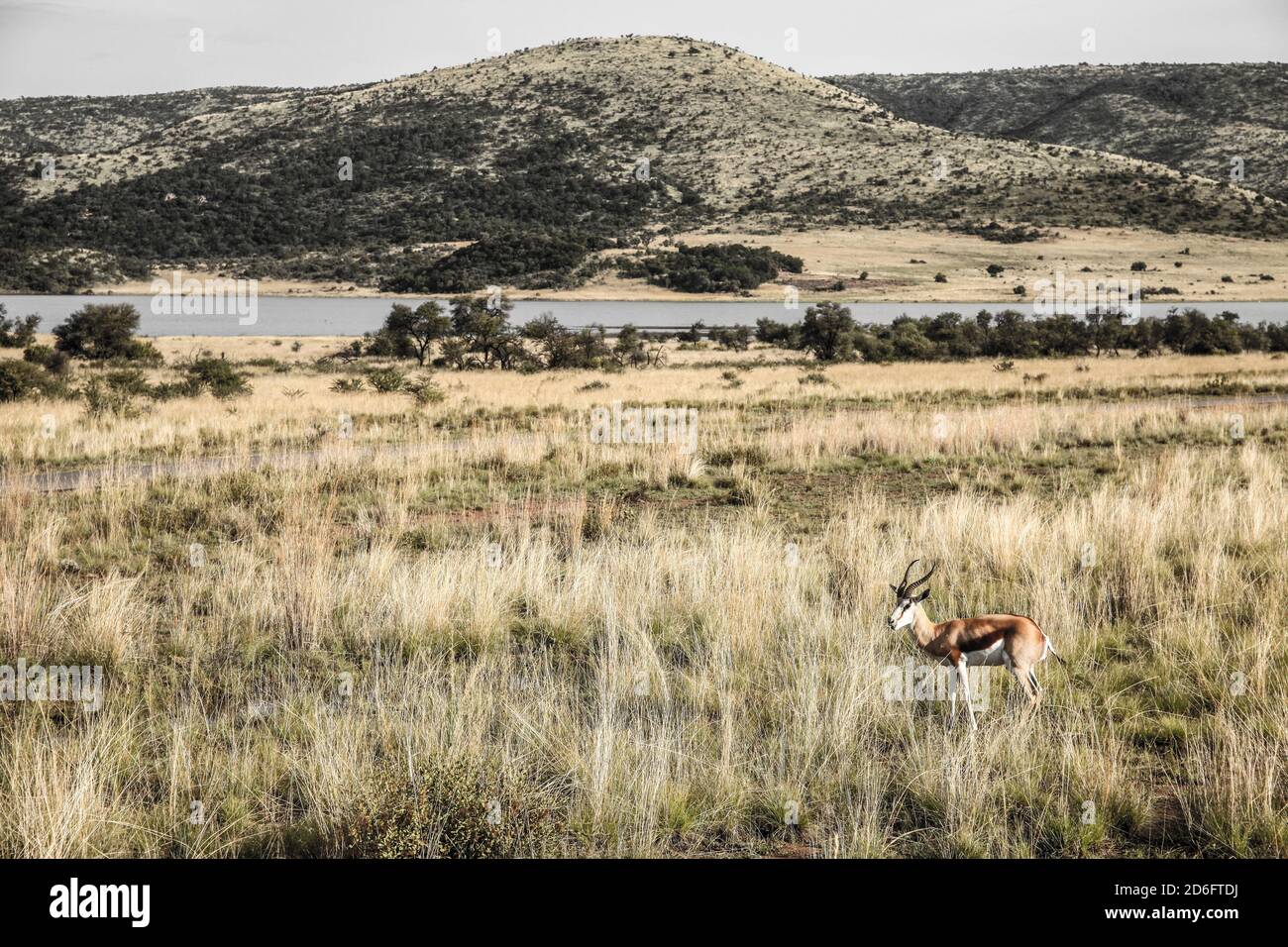 African Springbok Antelope in dry grass in a South African wildlife ...