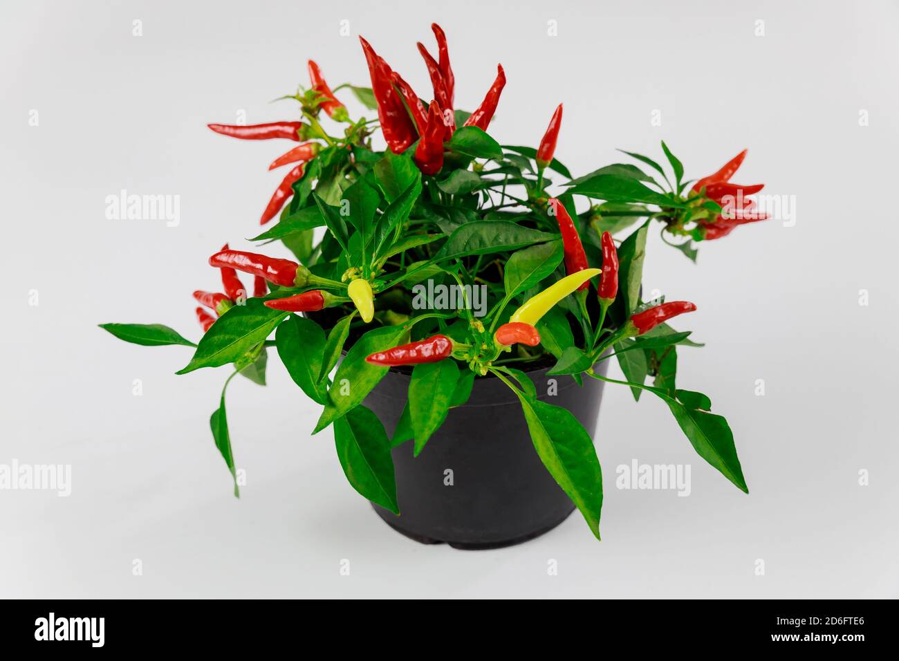 Chilli peppers plant in pot isolated on white background Stock Photo ...