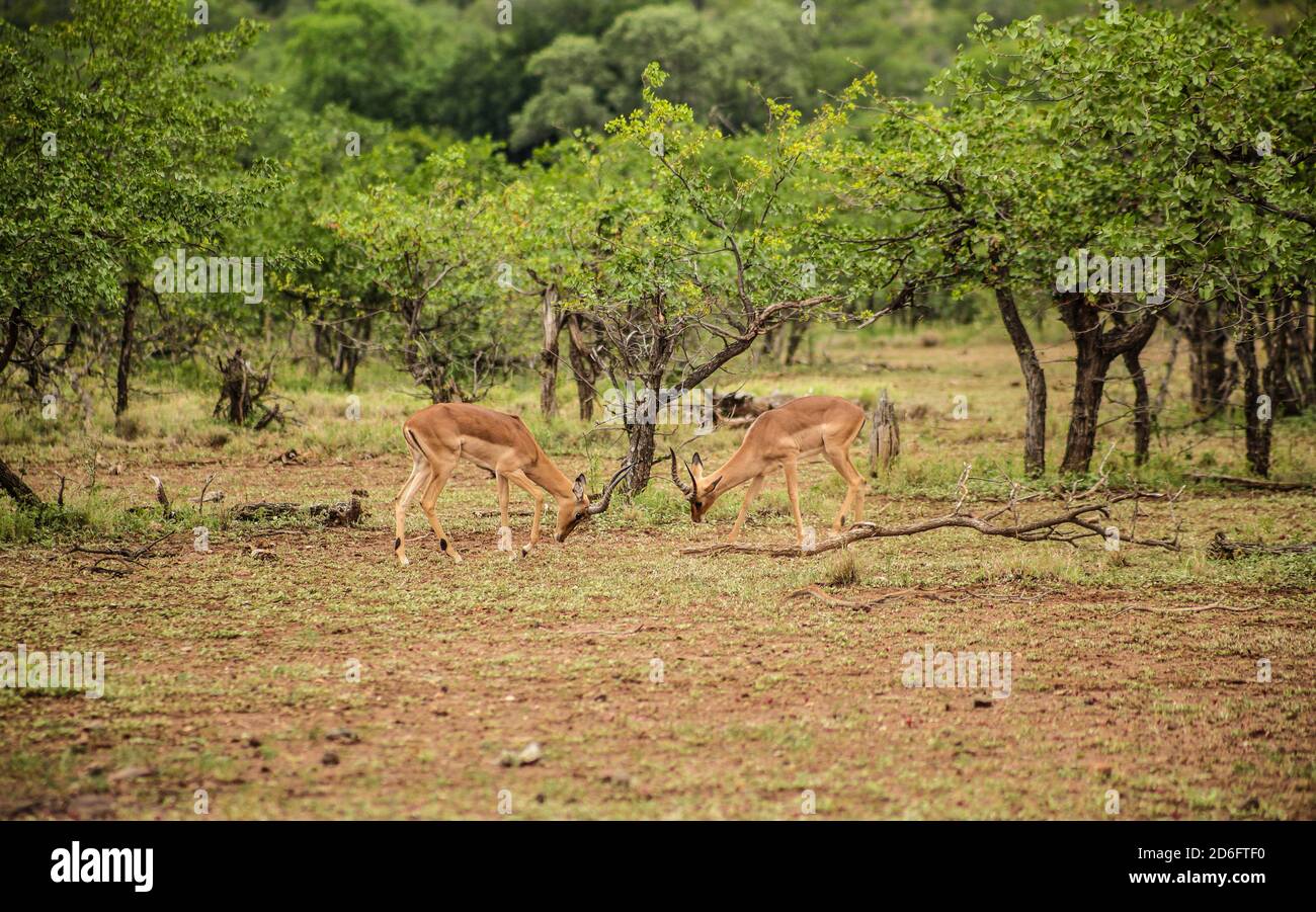Butting heads hi-res stock photography and images - Alamy