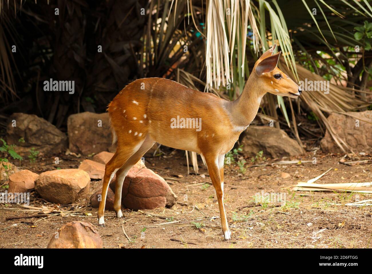 Small female African ewe Bushbuck in a South African wildlife reserve ...