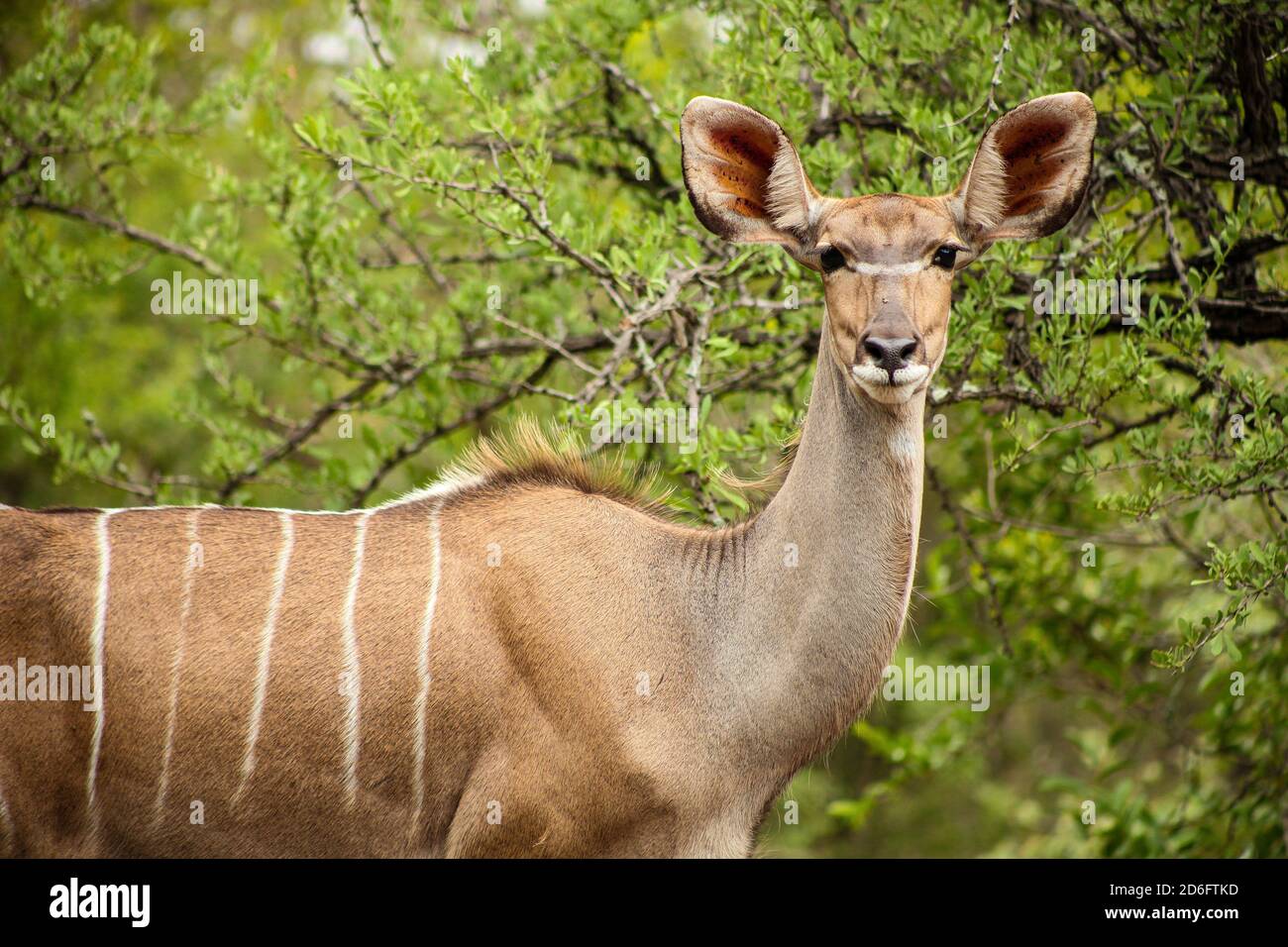 South African Deer