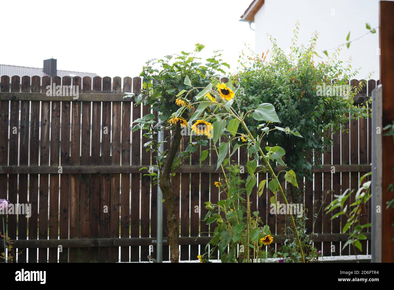 View of sunflower plants in the backyard Stock Photo - Alamy