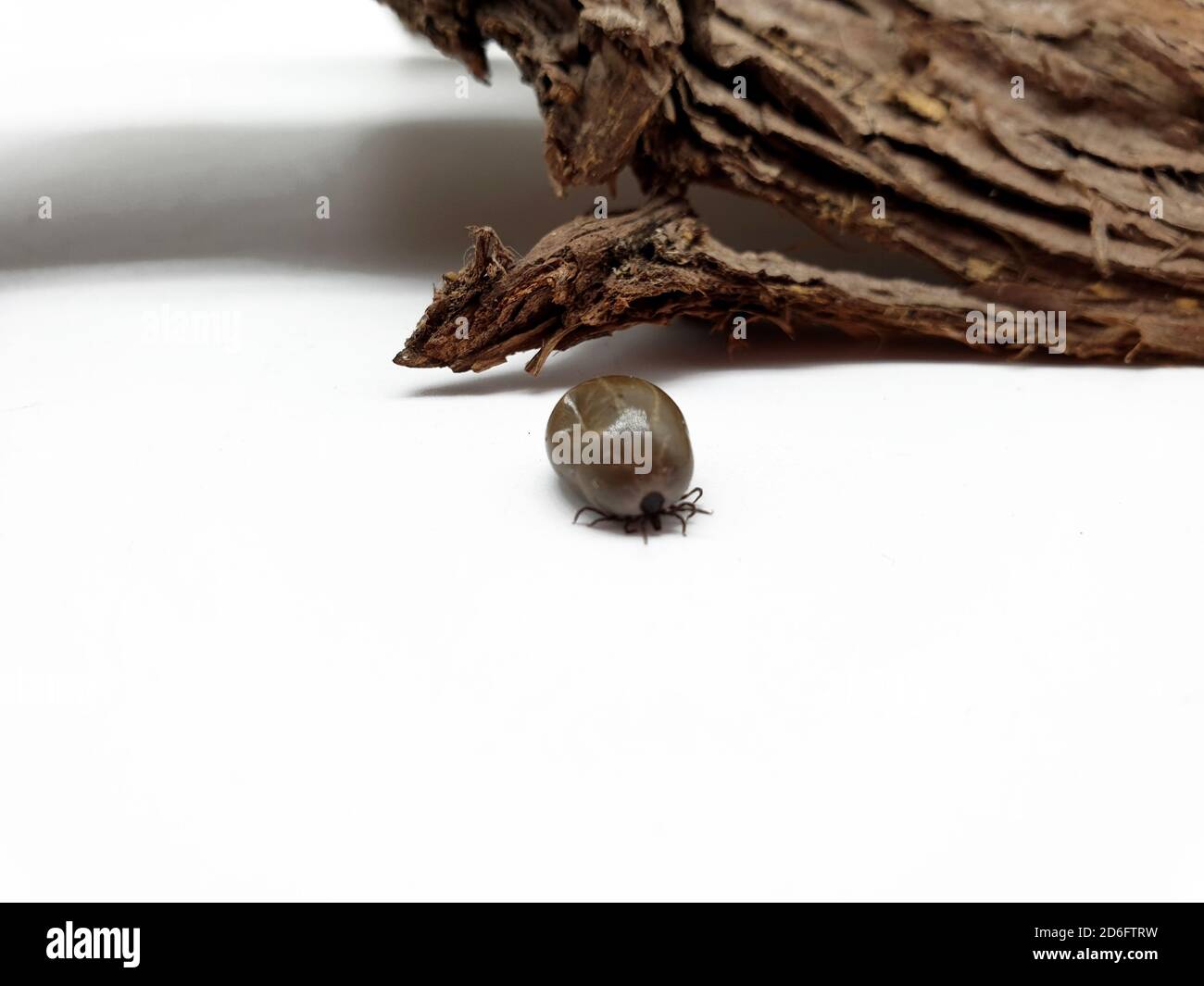 Ixodida High Resolution Stock Photography and Images - Alamy