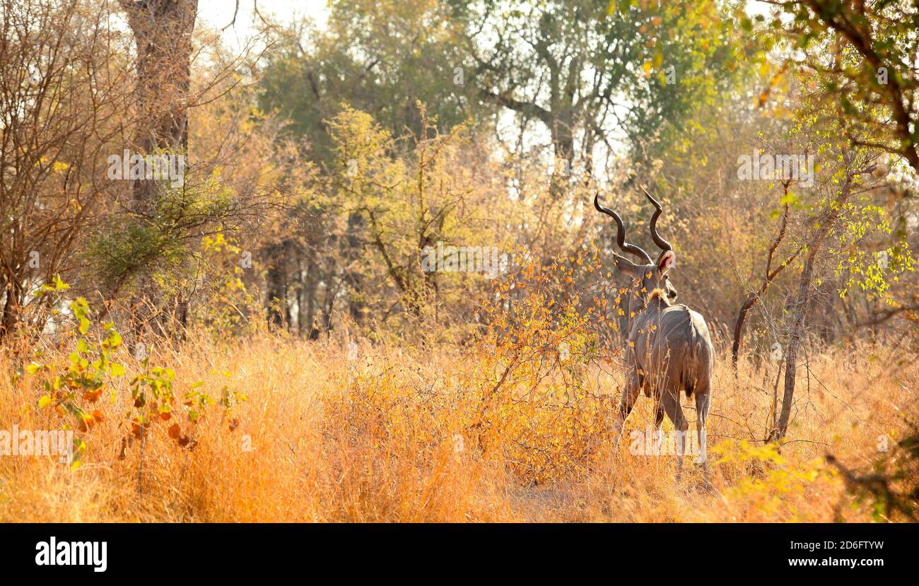 African Kudu Bull Ram antelope buck in a South African wildlife reserve ...