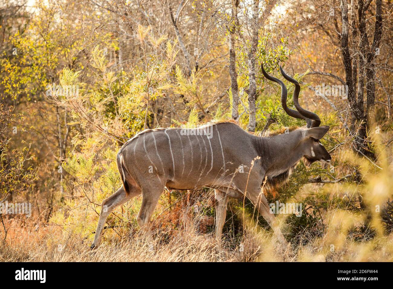 African Kudu Bull Ram antelope buck in a South African wildlife reserve ...