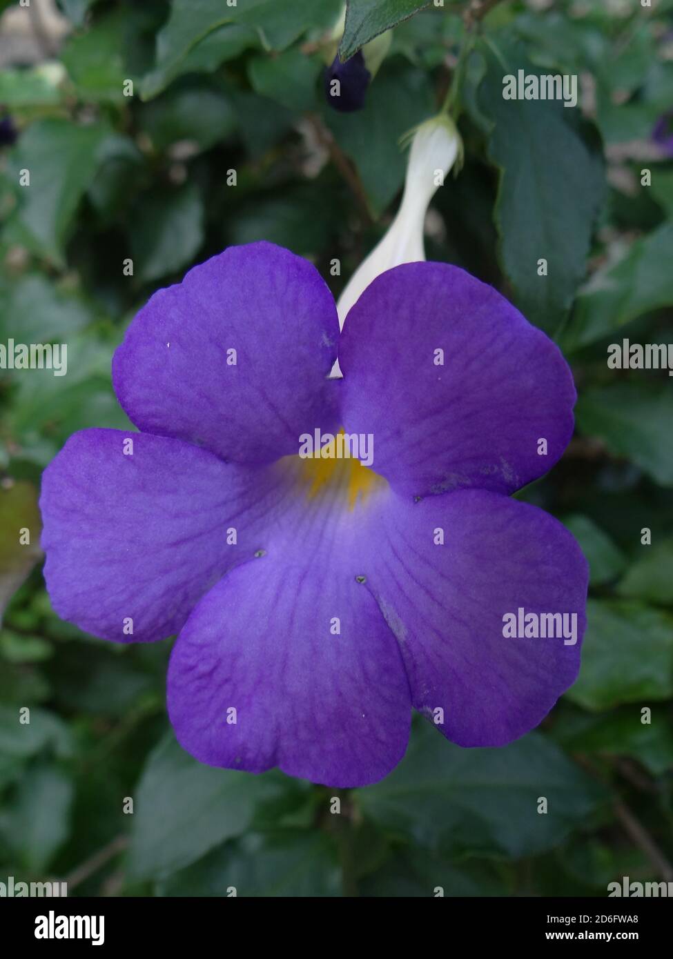Bengal clock vine hi-res stock photography and images - Alamy