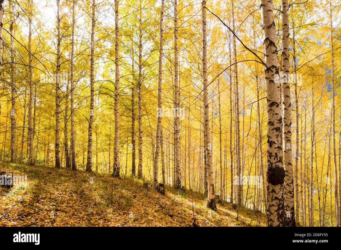 Autumn landscape. Beautiful birch trees. Walk in the birch forest ...