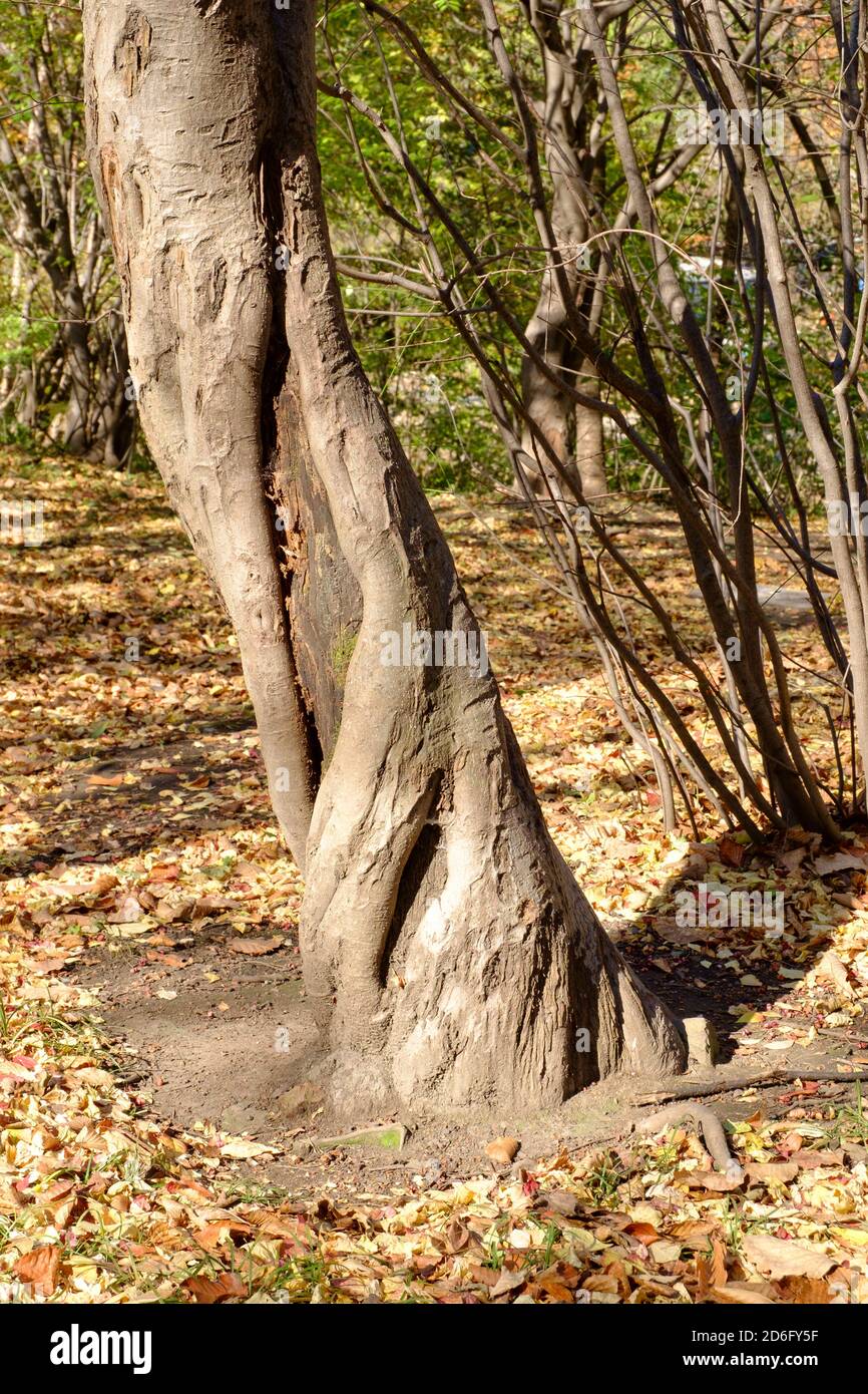 Twisted tree trunk hi-res stock photography and images - Alamy