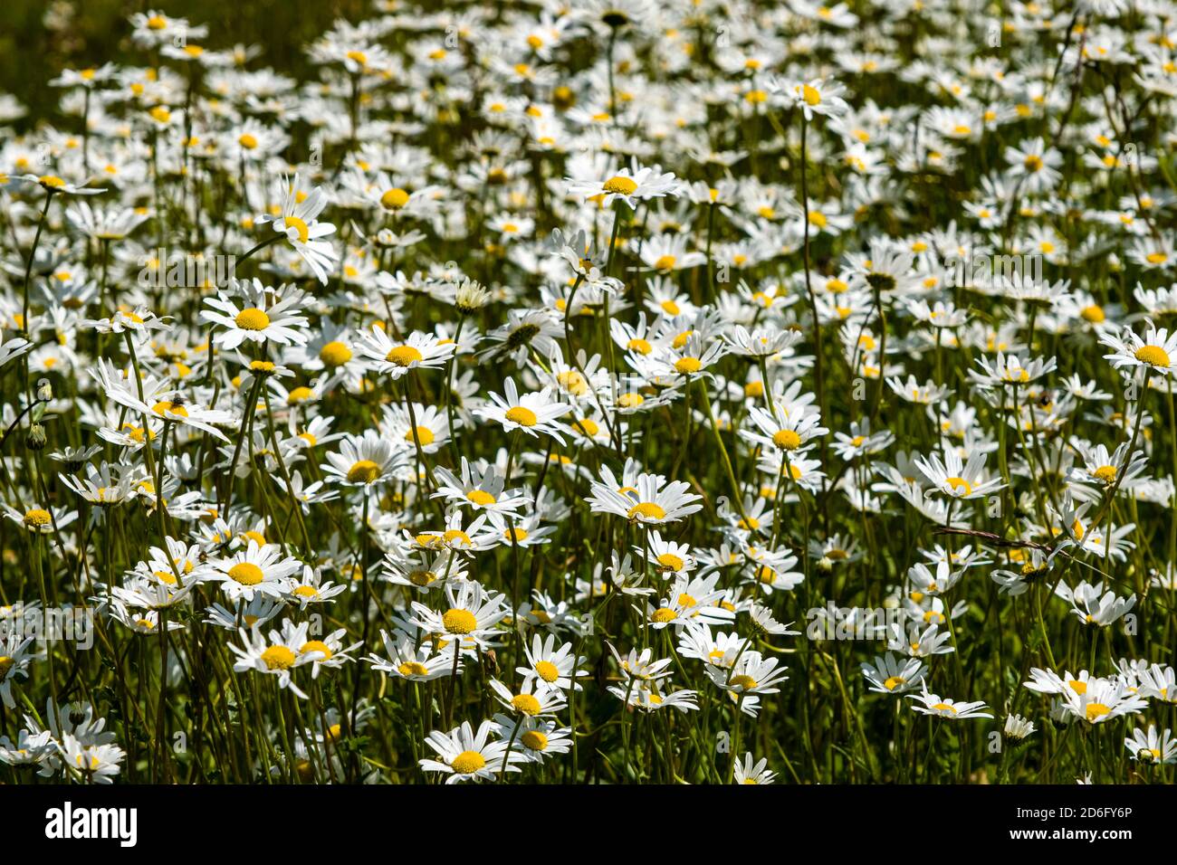 World of daisy hi-res stock photography and images - Alamy