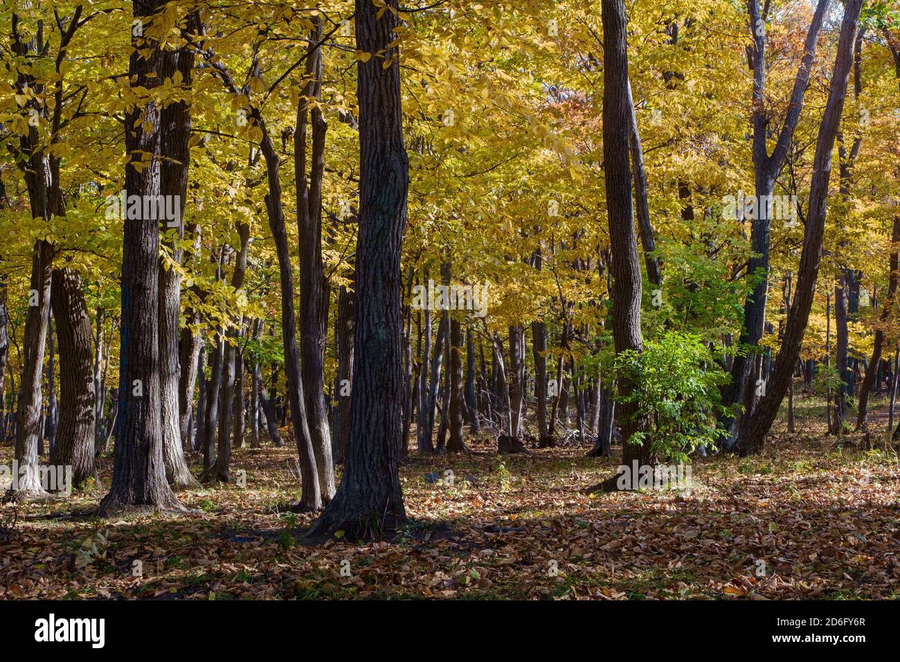 Autumn forest with fallen leaves and sunlight breaking through the ...