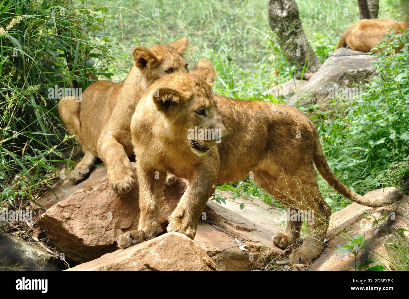 Lion male female cub hi-res stock photography and images - Alamy