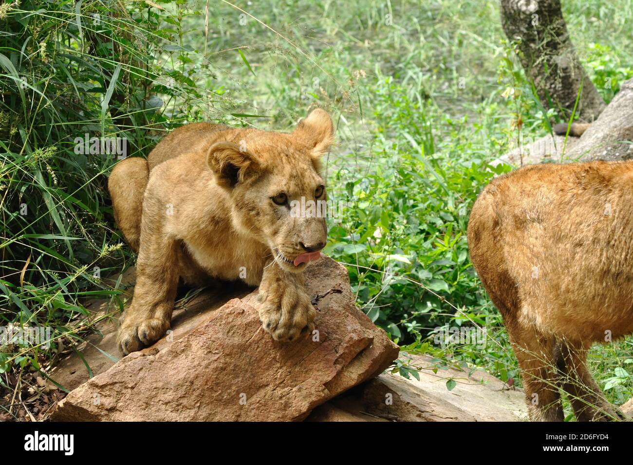 Male lion roaring at cub hi-res stock photography and images - Alamy