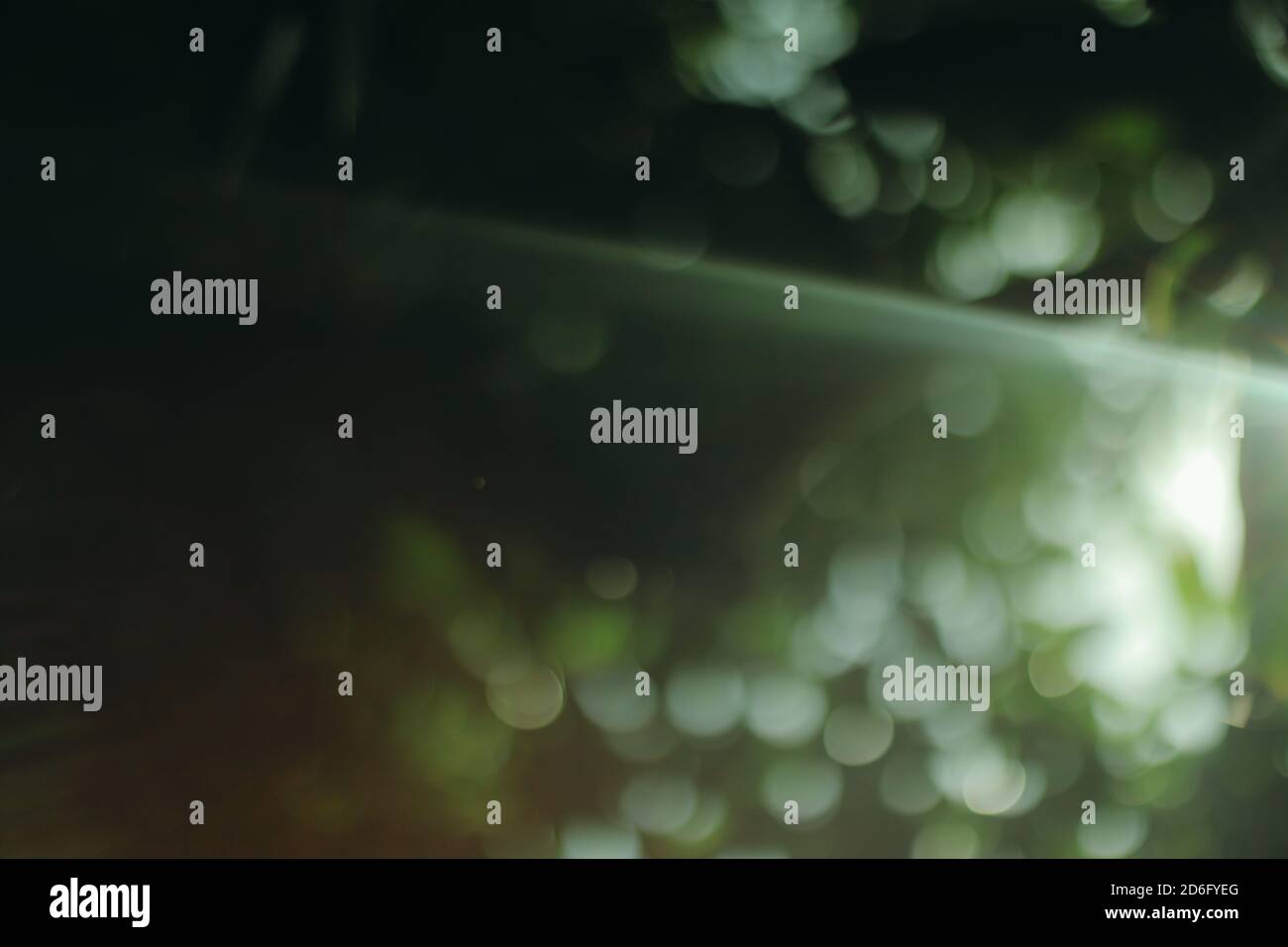 Blur nature tree beautiful for background, abstract bokeh forest ...