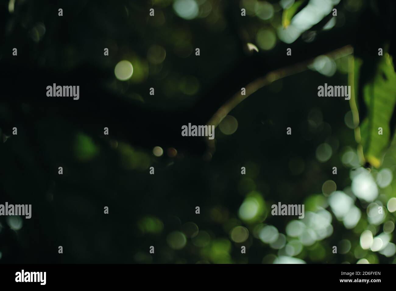 Blur nature tree beautiful for background, abstract bokeh forest ...