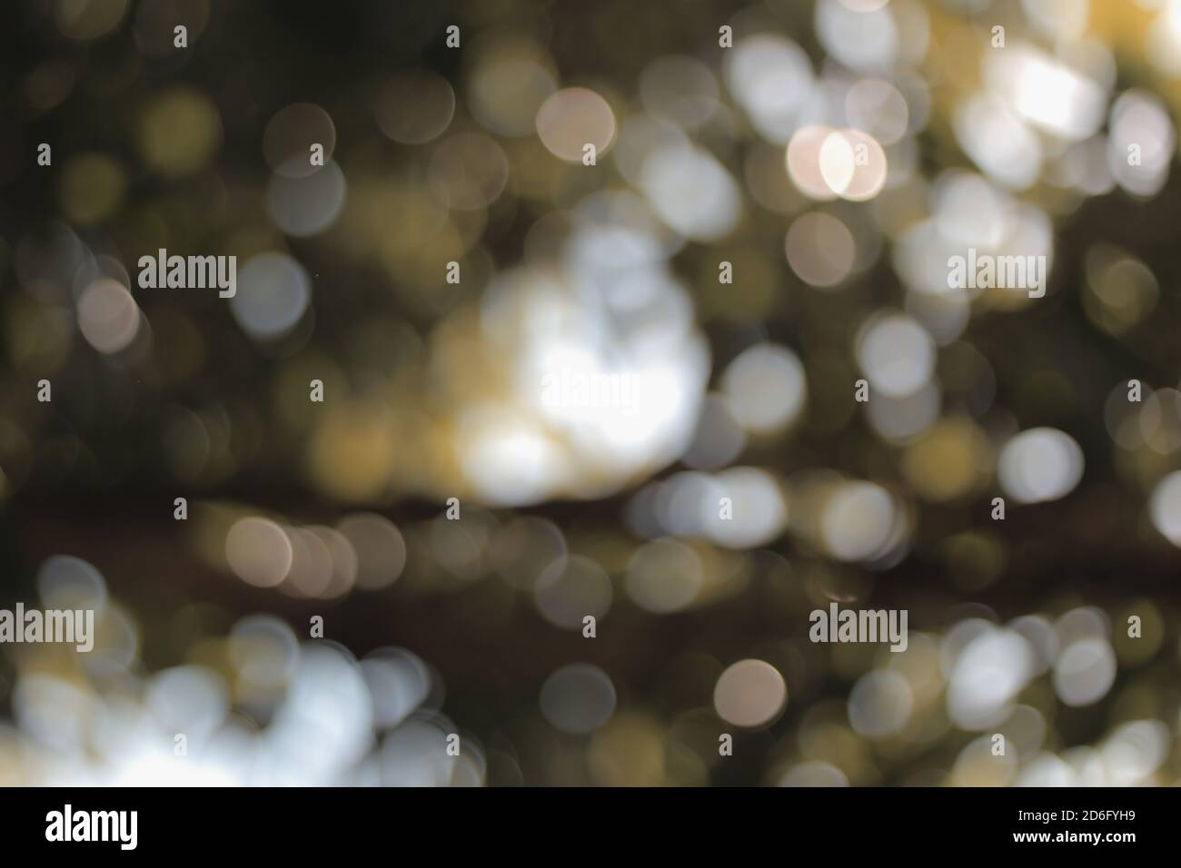 Blur nature tree beautiful for background, abstract bokeh forest ...