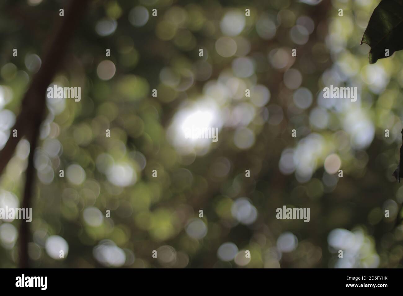 Blur nature tree beautiful for background, abstract bokeh forest ...