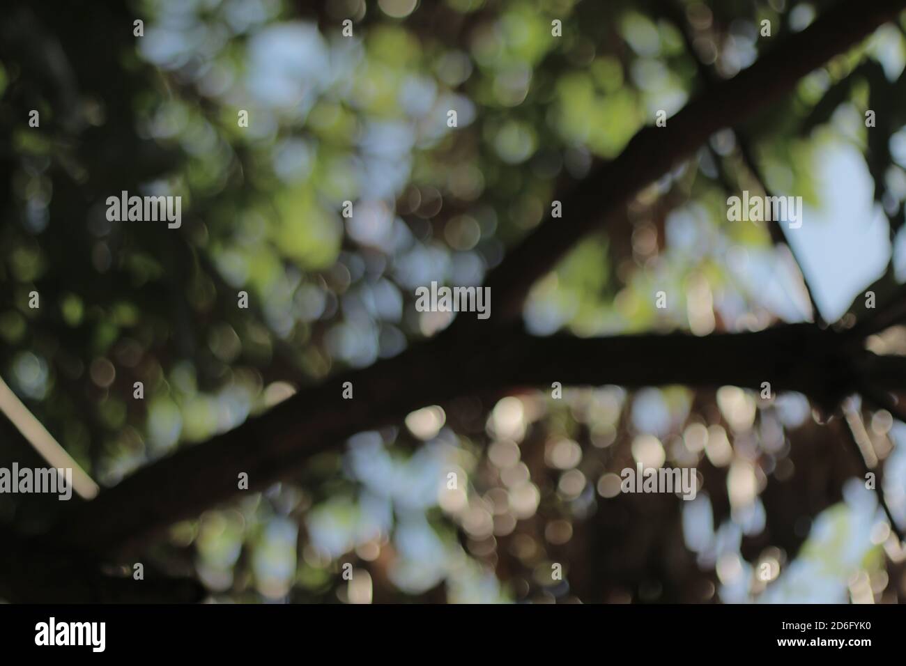 Blur nature tree beautiful for background, abstract bokeh forest ...