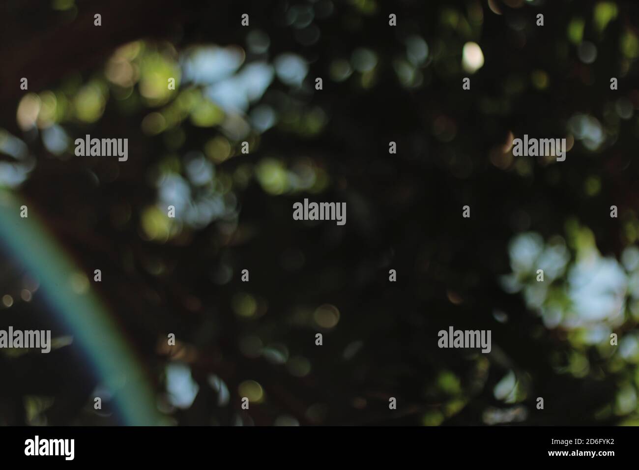 Blur nature tree beautiful for background, abstract bokeh forest ...