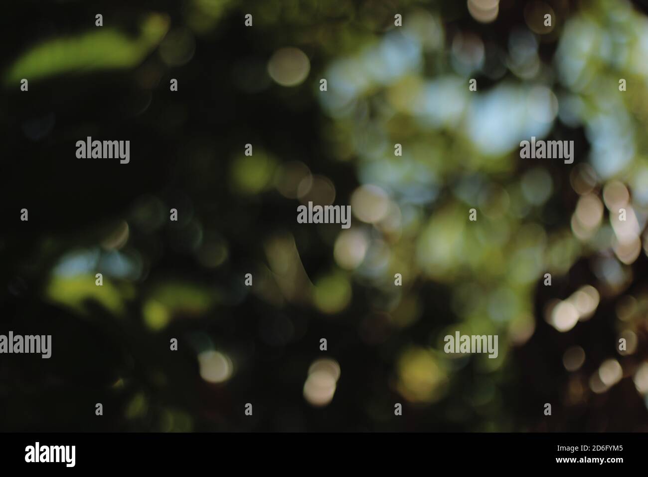 Blurry forest background bokeh hi-res stock photography and images - Alamy