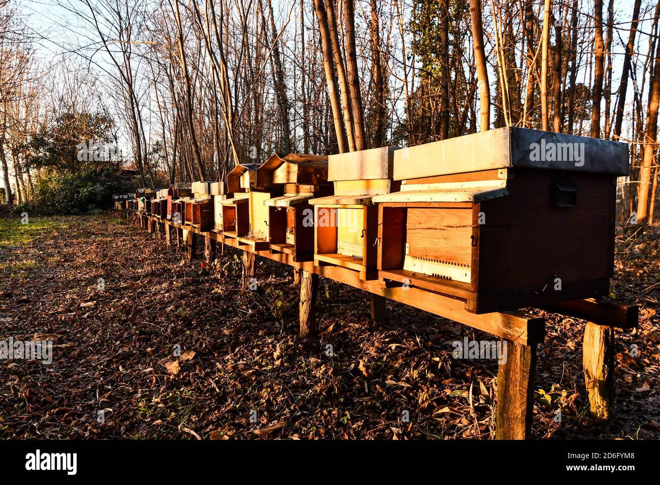 bees in beehive, photo as a background Stock Photo - Alamy