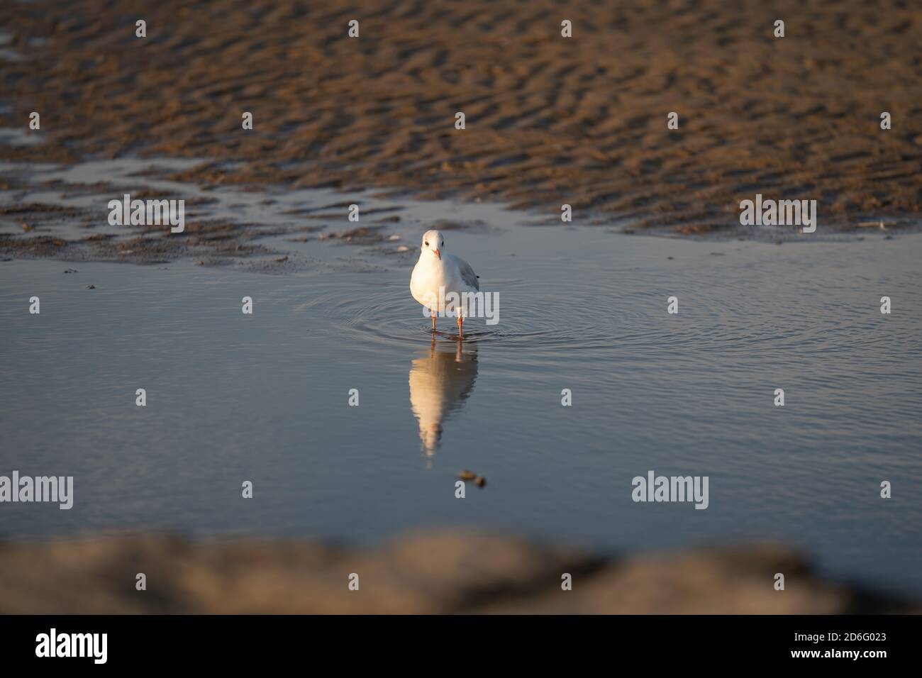 A Seagull standing in a pool of water, with reflection, on the sand ...