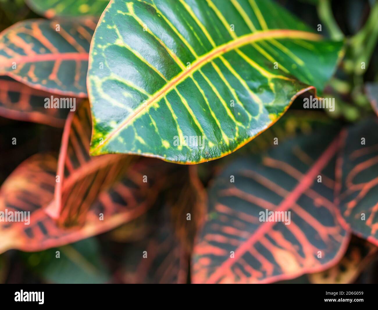 Close up detail with the foliage of Codiaeum variegatum (fire croton or ...