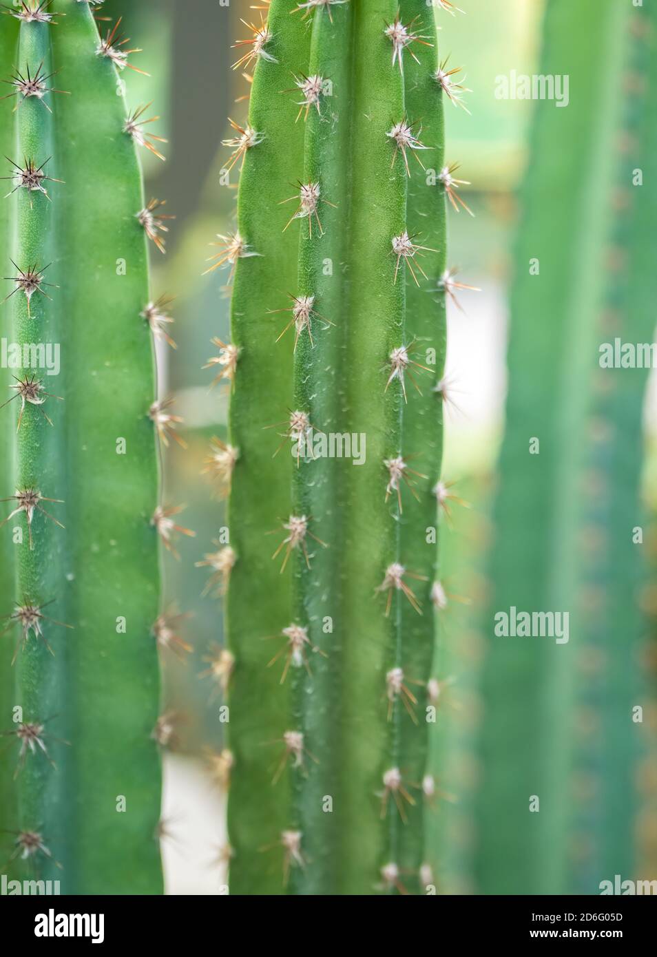 Cereus plant wallpaper hi-res stock photography and images - Alamy