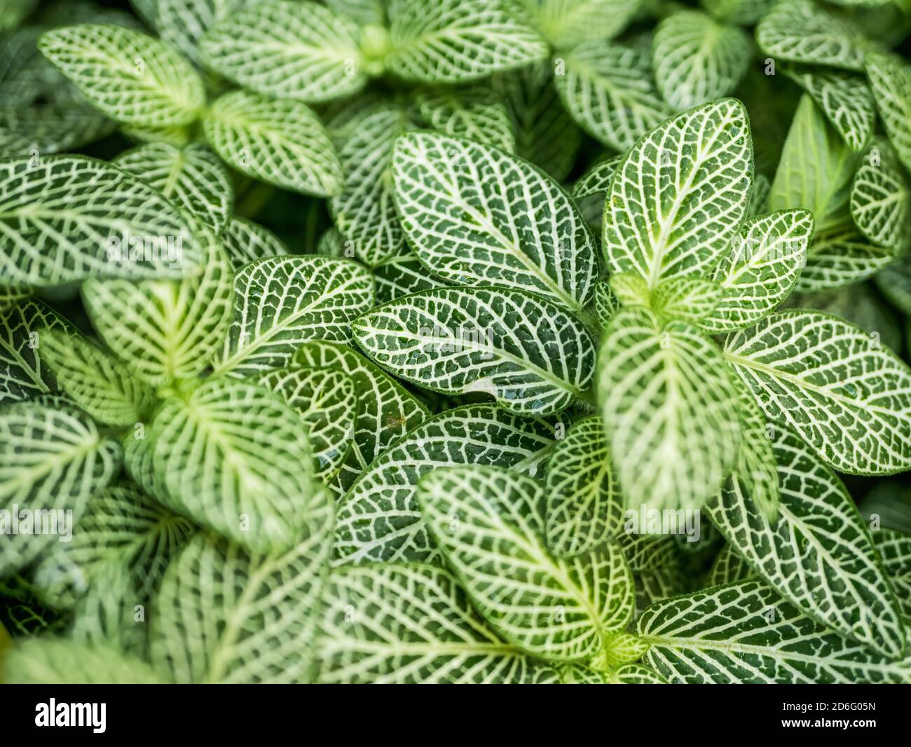 Nerve Plant High Resolution Stock Photography and Images - Alamy
