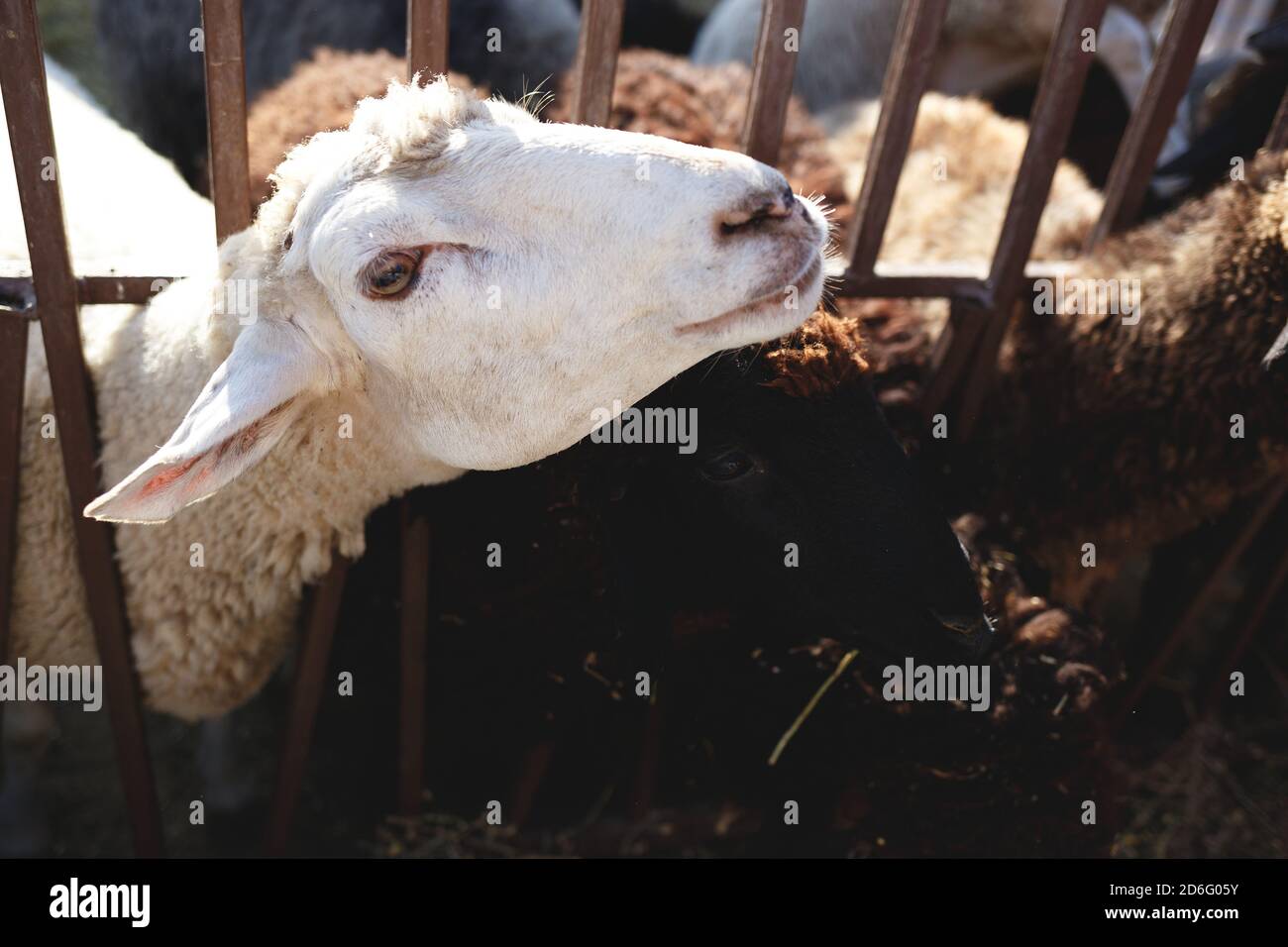 Herd of well-groomed cute sheep on a farm Stock Photo - Alamy