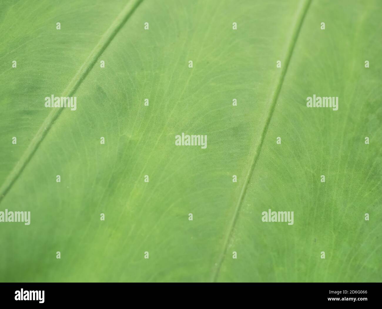 Big green leaf natural background texture Stock Photo - Alamy