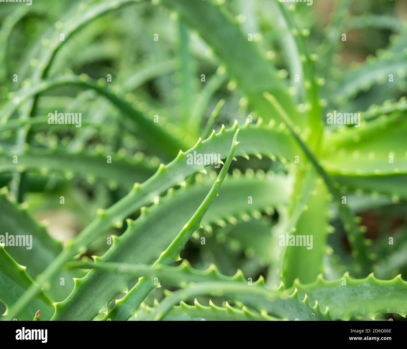 Aloe arborescens green foliage also known as the krantz aloe or ...