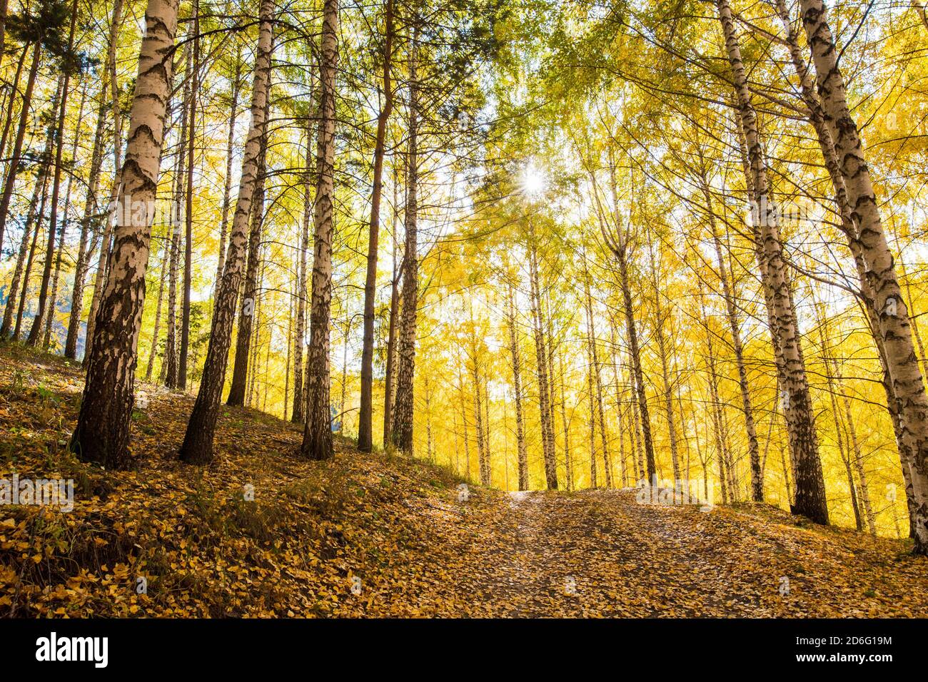 Autumn landscape. Beautiful birch trees. Walk in the birch forest ...