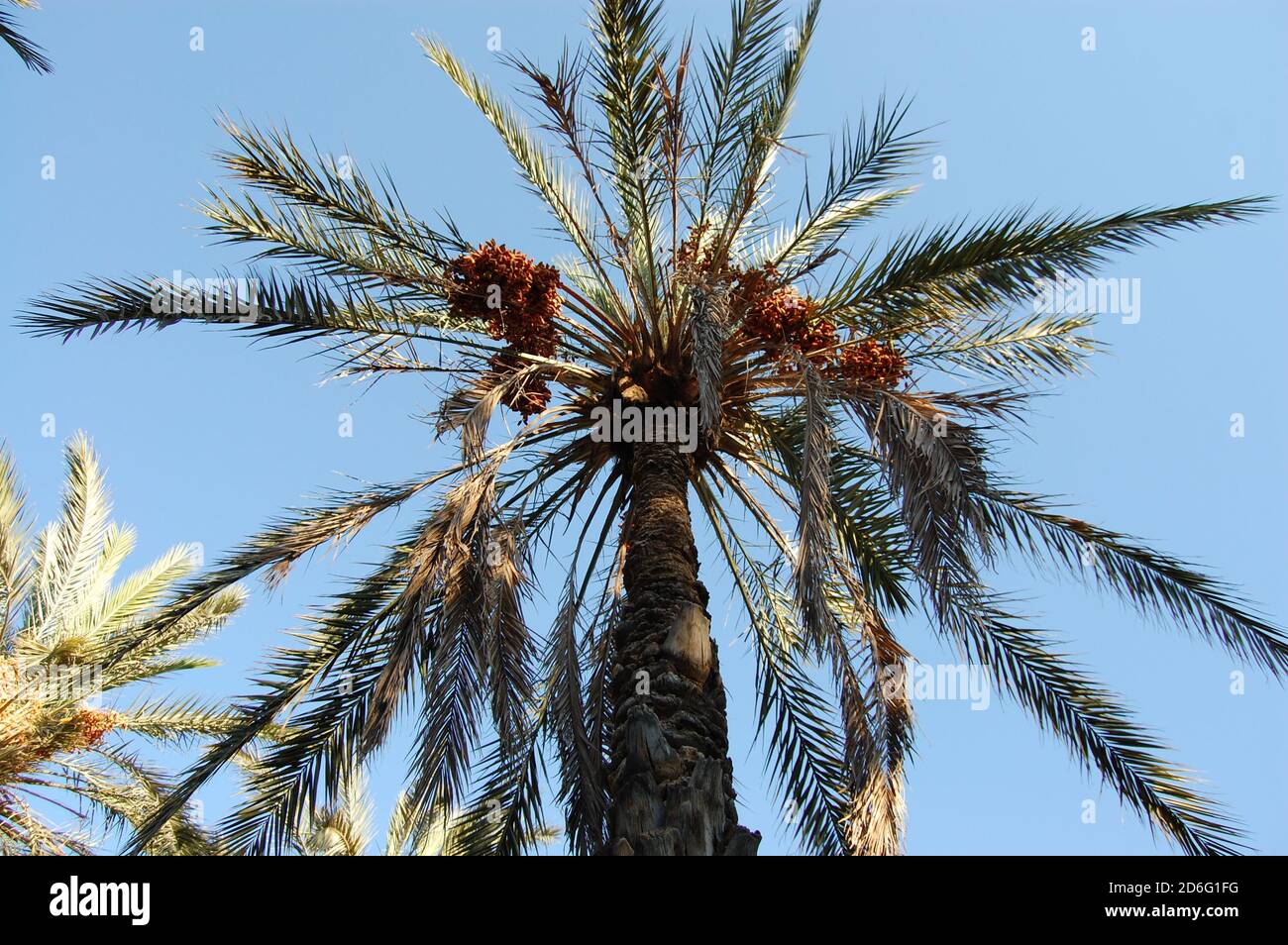 a palm trees in a tropical location in summer Stock Photo - Alamy