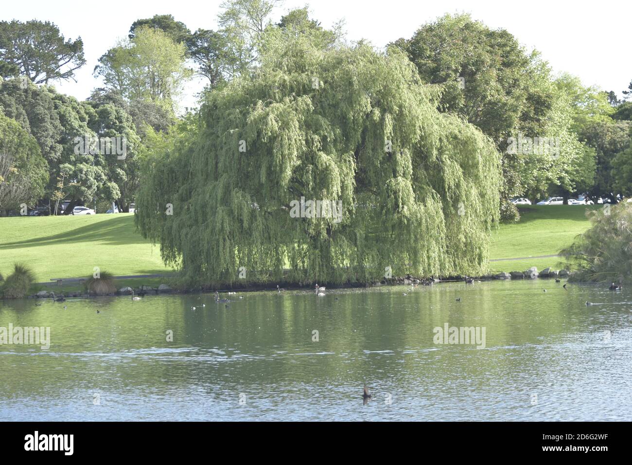A lake from a park view Stock Photo - Alamy