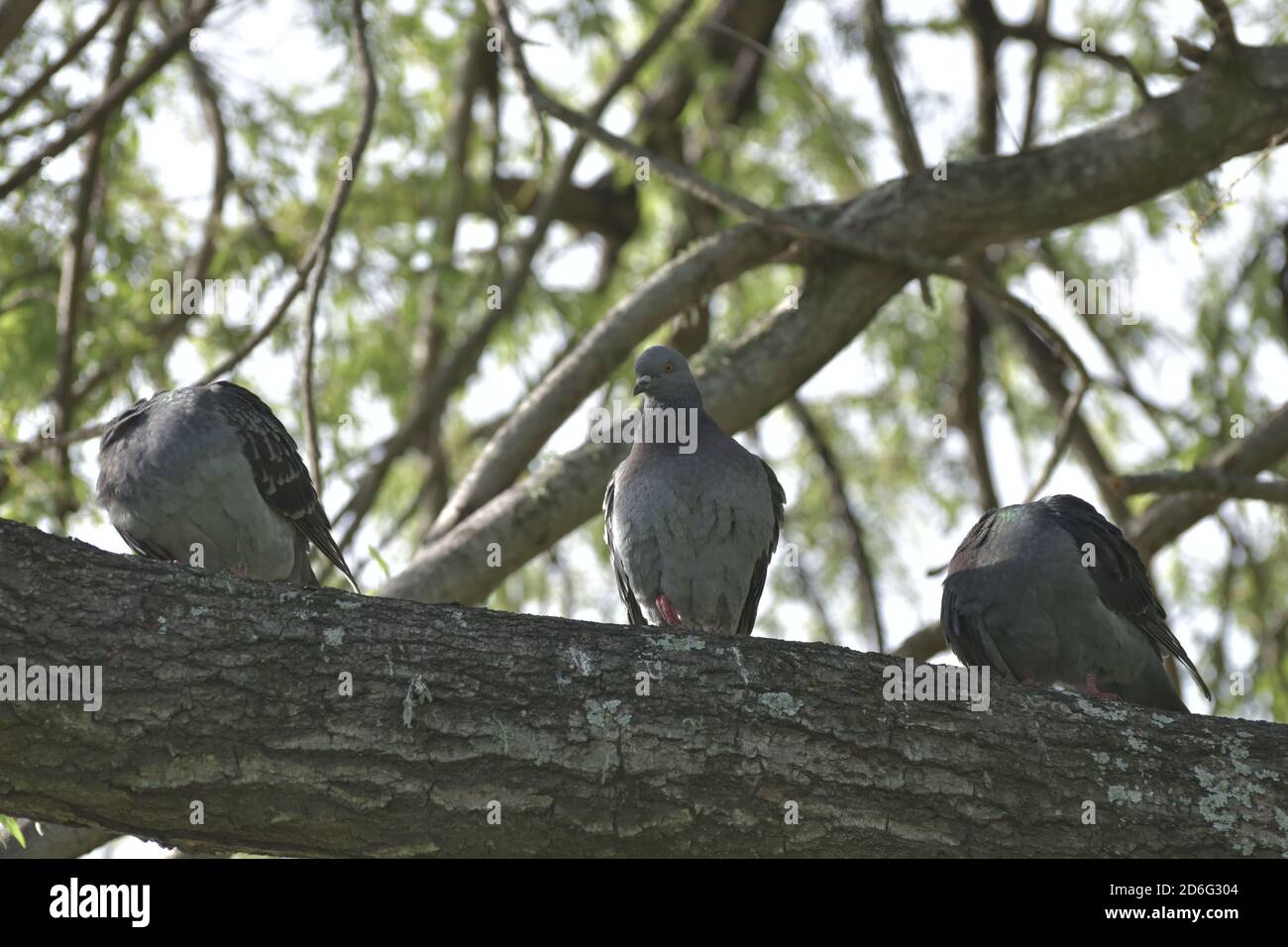 Birds in the park Stock Photo - Alamy