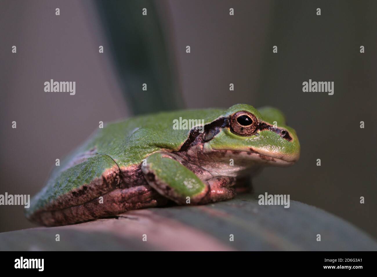Japanese tree frog hi-res stock photography and images - Alamy
