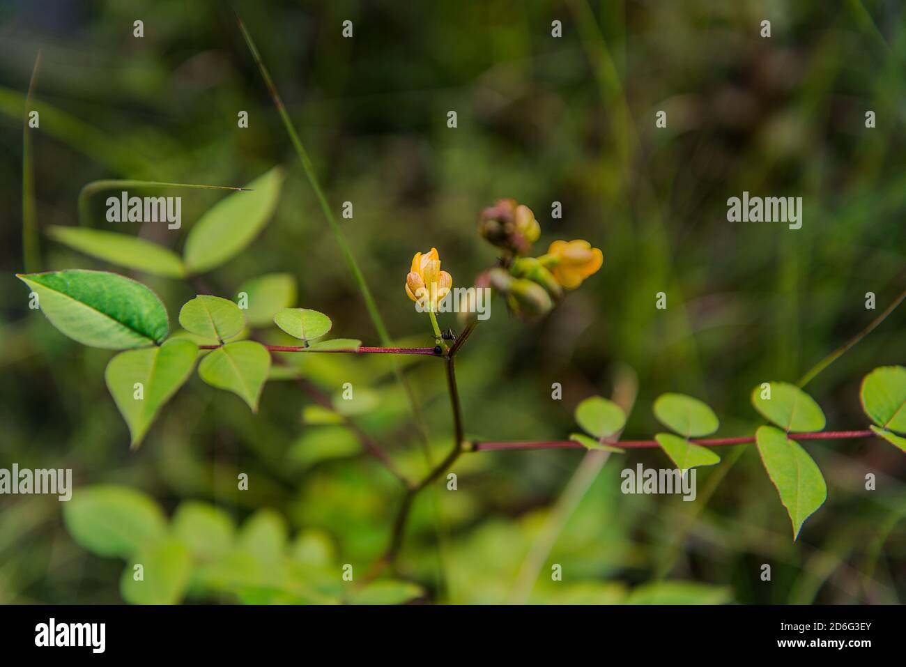 Flower of tree hi-res stock photography and images - Alamy