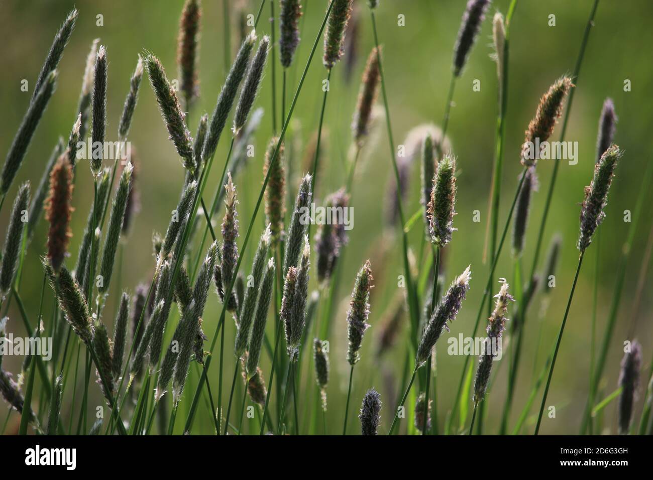 Natural filters hi-res stock photography and images - Alamy