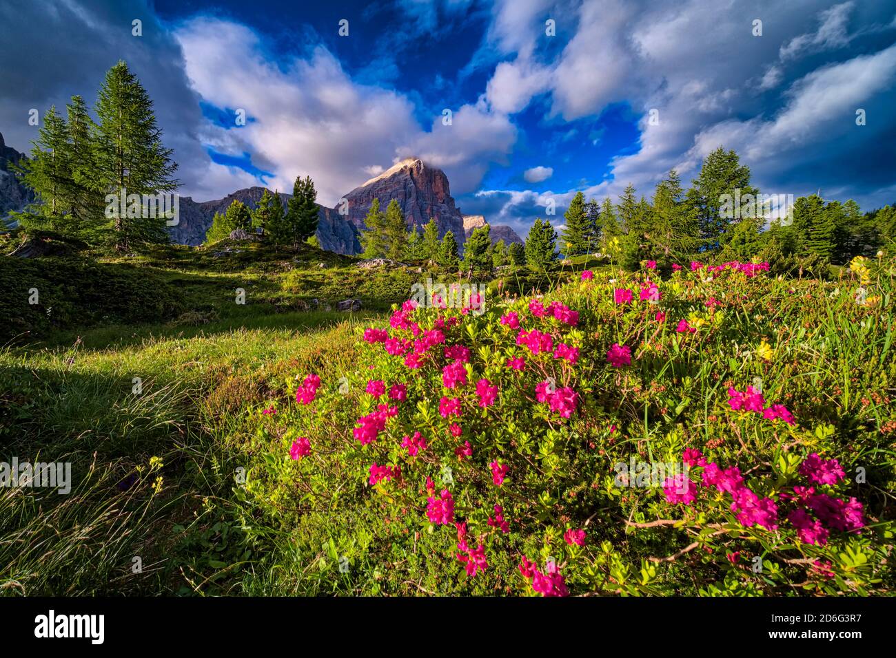A bush of the flower alpenrose, snow-rose, or rusty-leaved alpenrose ...