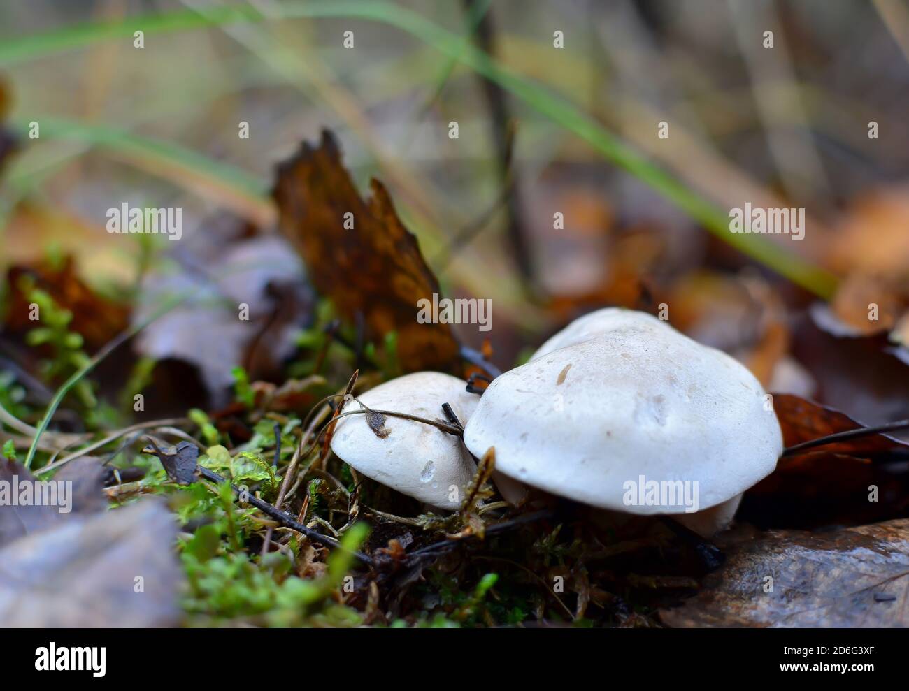Dangerous deadly poisonous fungus for human health and life. Forest ...