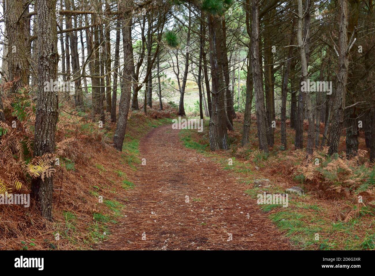 Pine tree forest with path covered with needles Stock Photo - Alamy