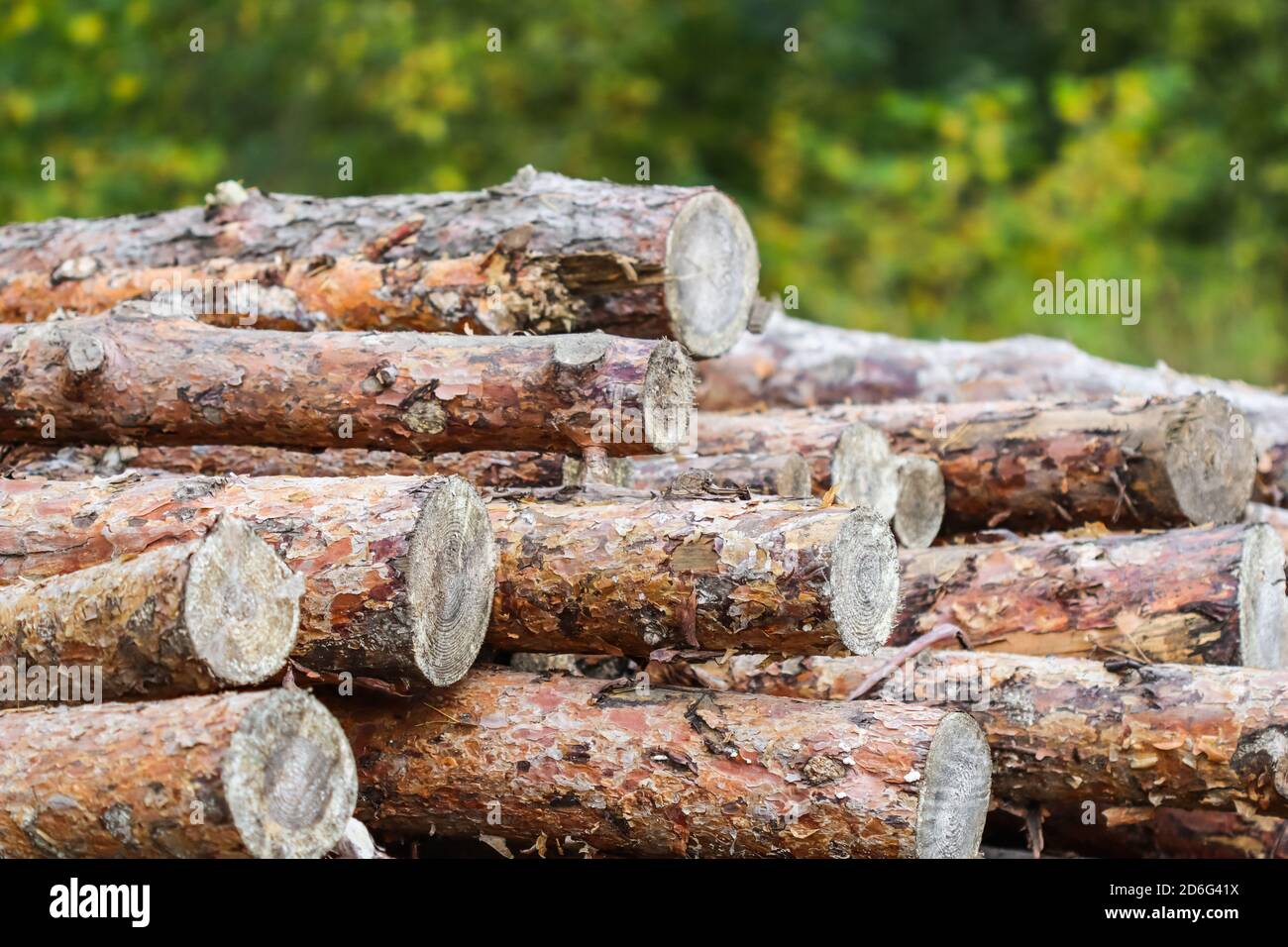 Log trunks pile, the logging timber wood industry. Wooden trunks on ...
