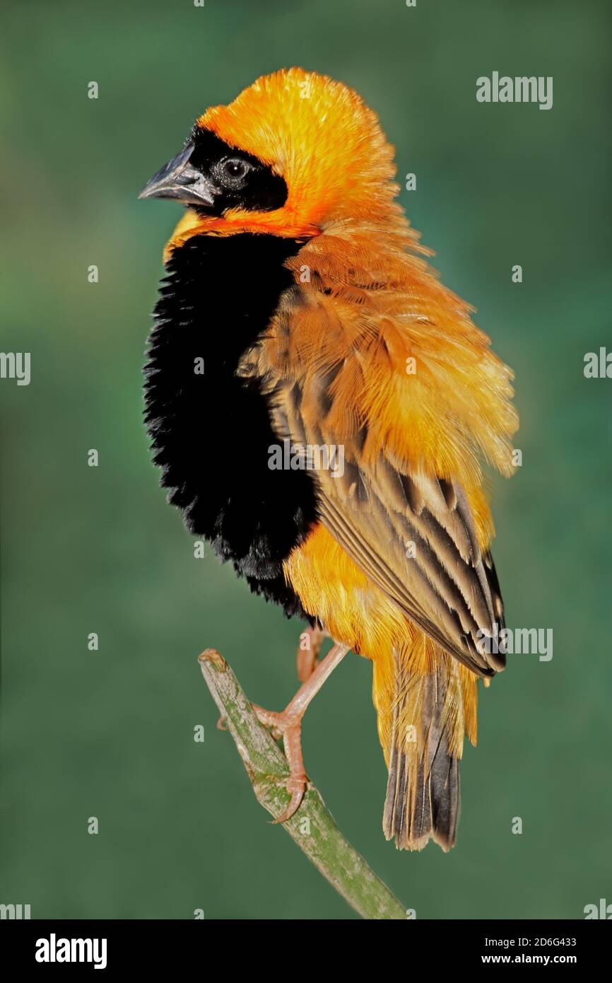Male southern red bishop (Euplectes orix) displaying with puffed ...