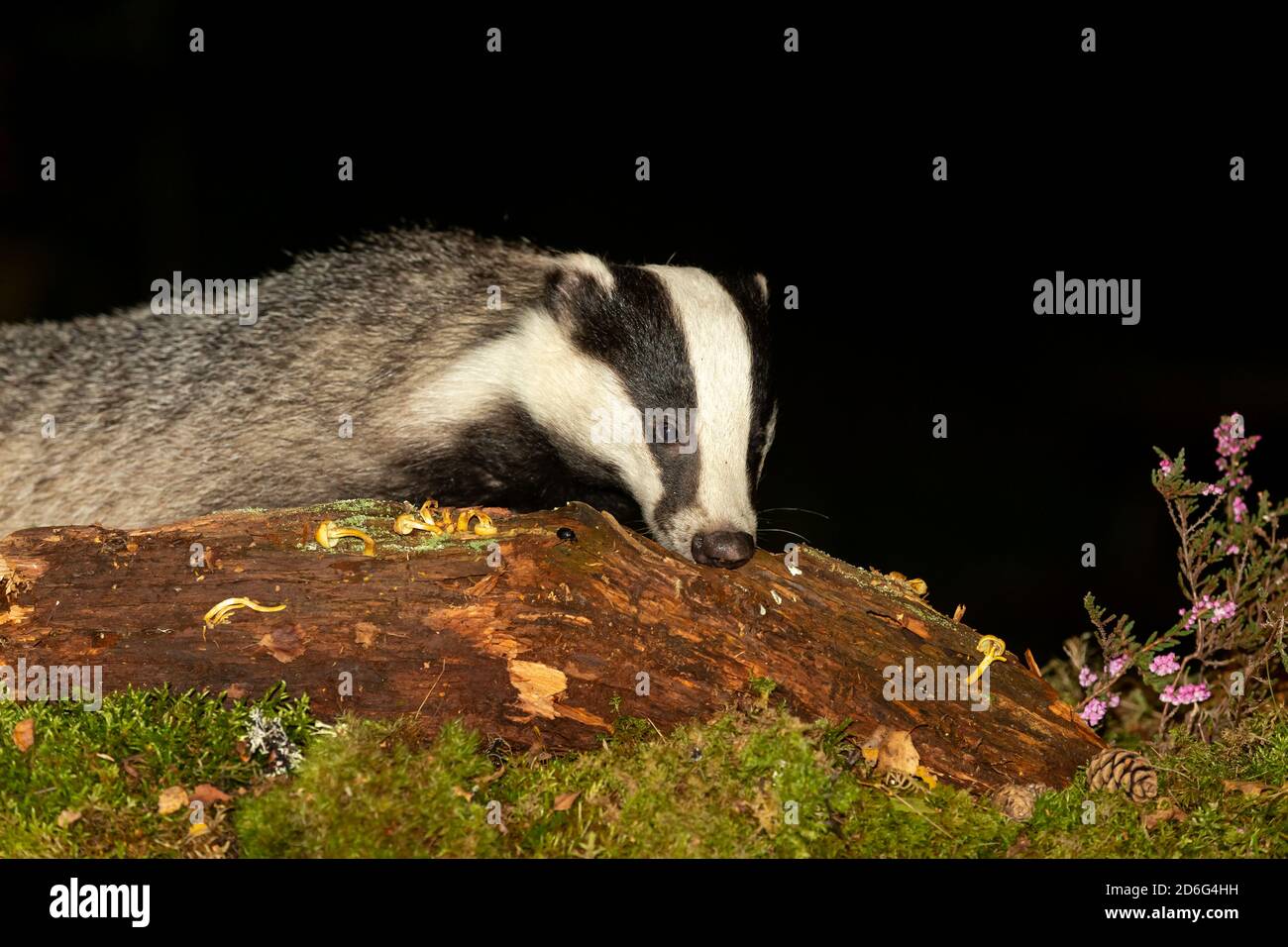 Badger (Scientific name: Meles Meles) Wild, native, badger foraging for ...