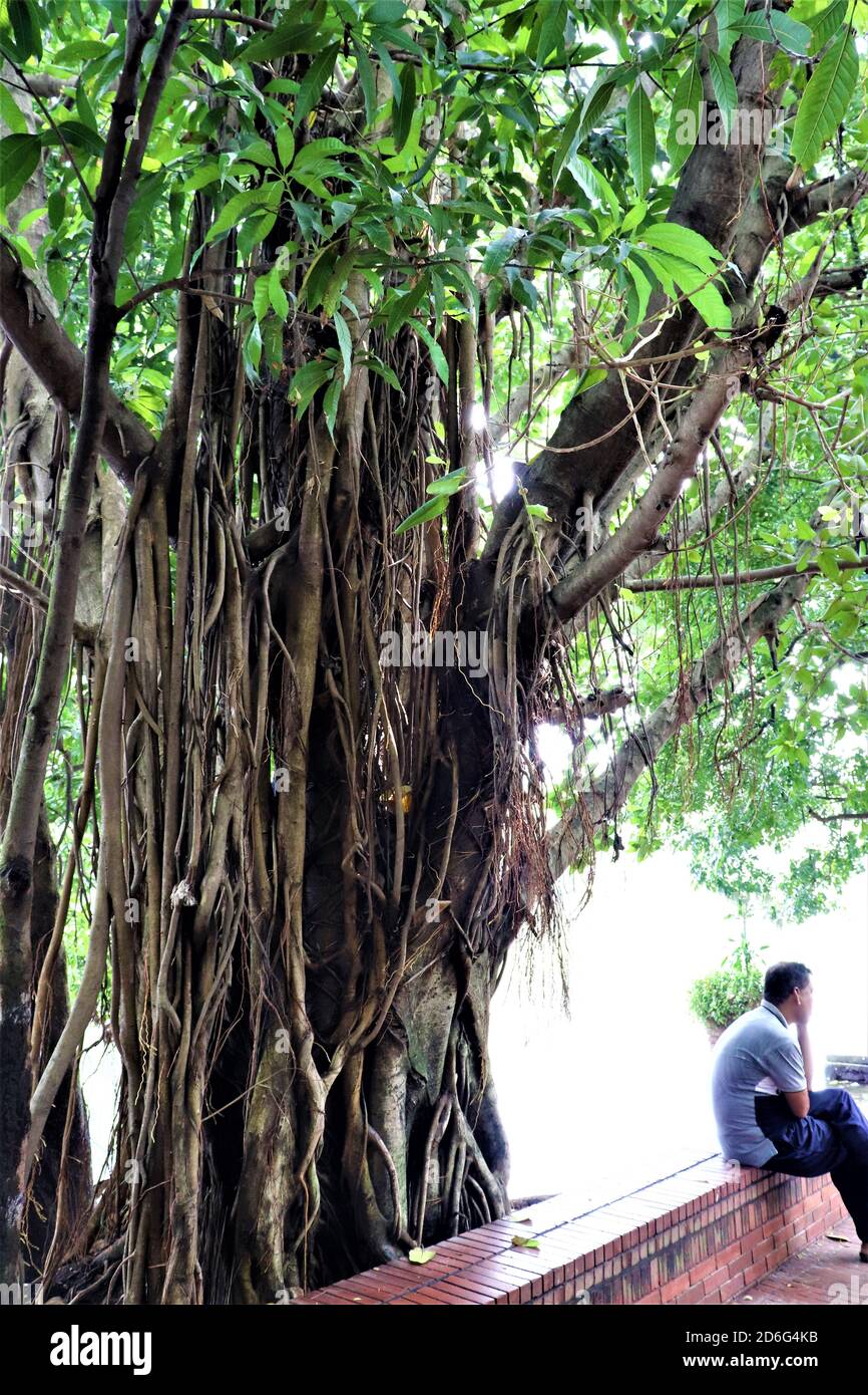 Man sitting under an old tree Stock Photo - Alamy
