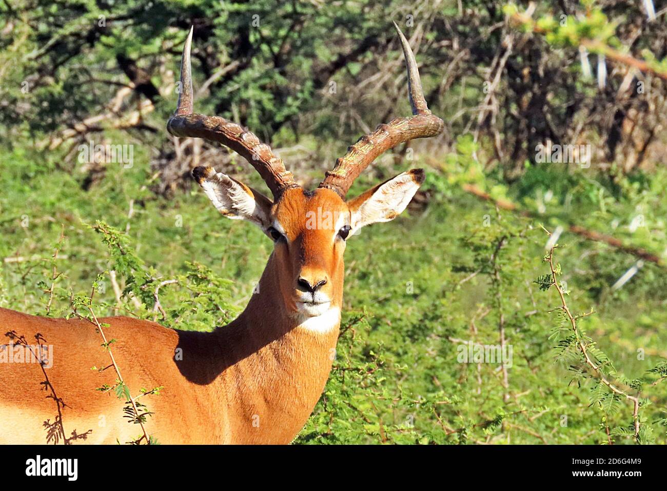 African antelope headshot hi-res stock photography and images - Alamy